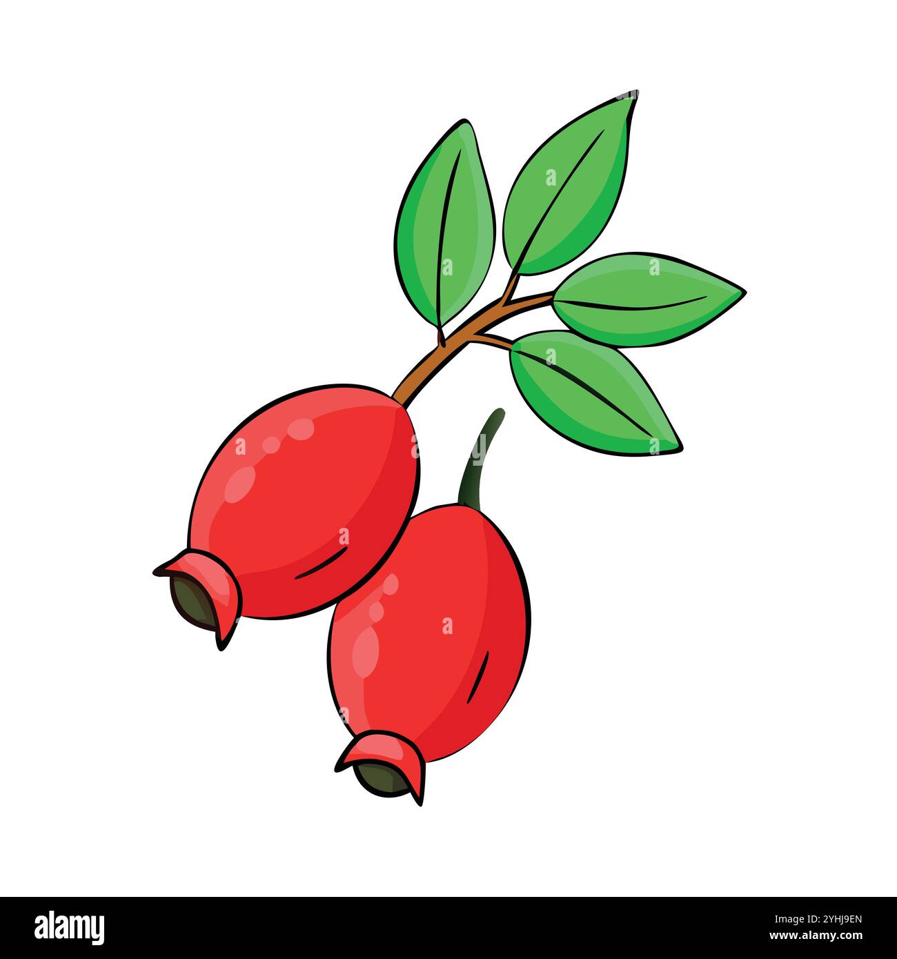 simple vector illustration of a rosehip, in a simple and clean style ...