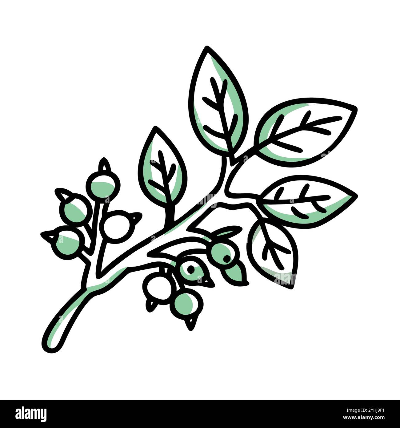 simple vector illustration of a serviceberry, in a simple and clean ...