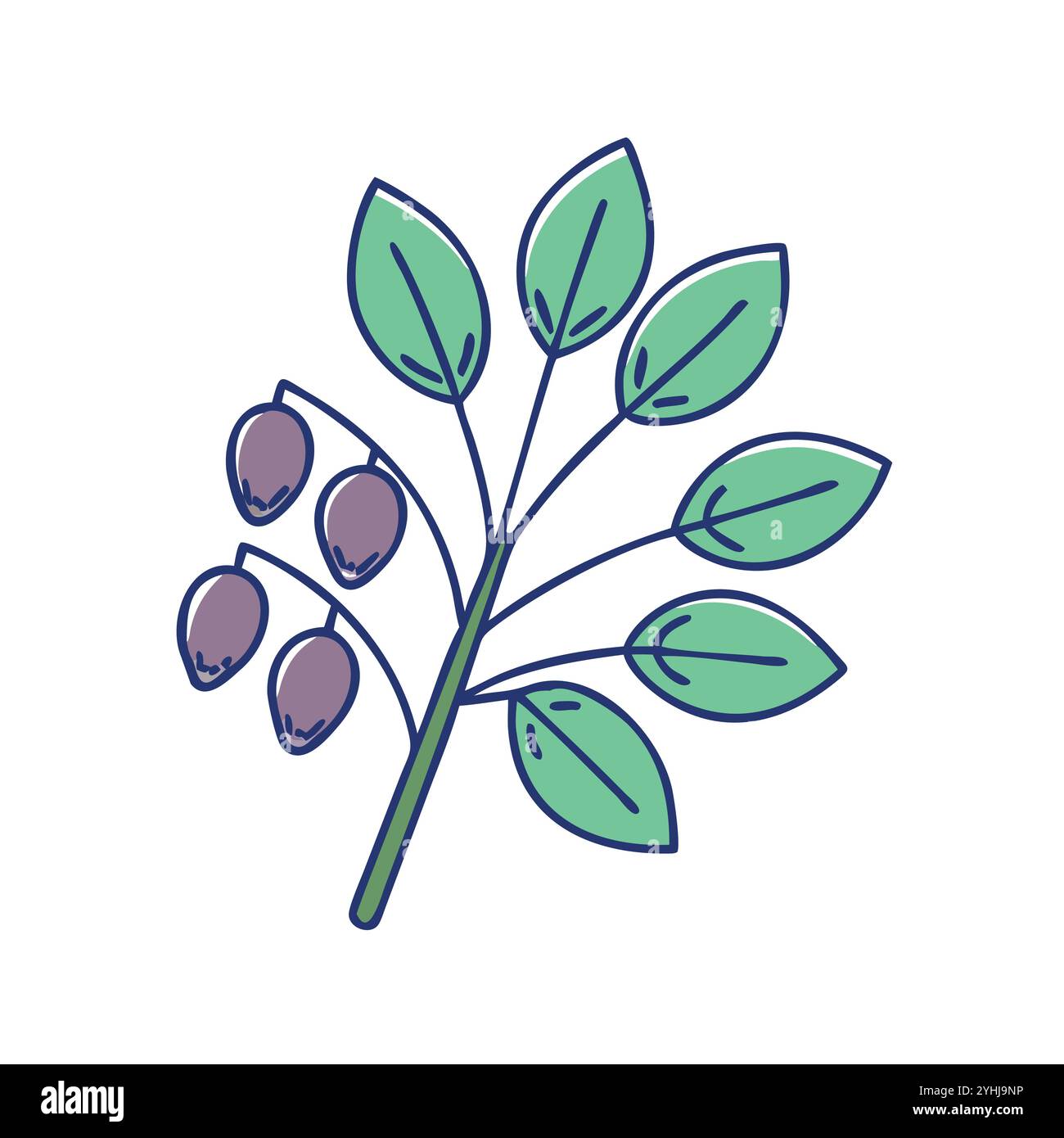 simple vector illustration of a serviceberry, in a simple and clean ...