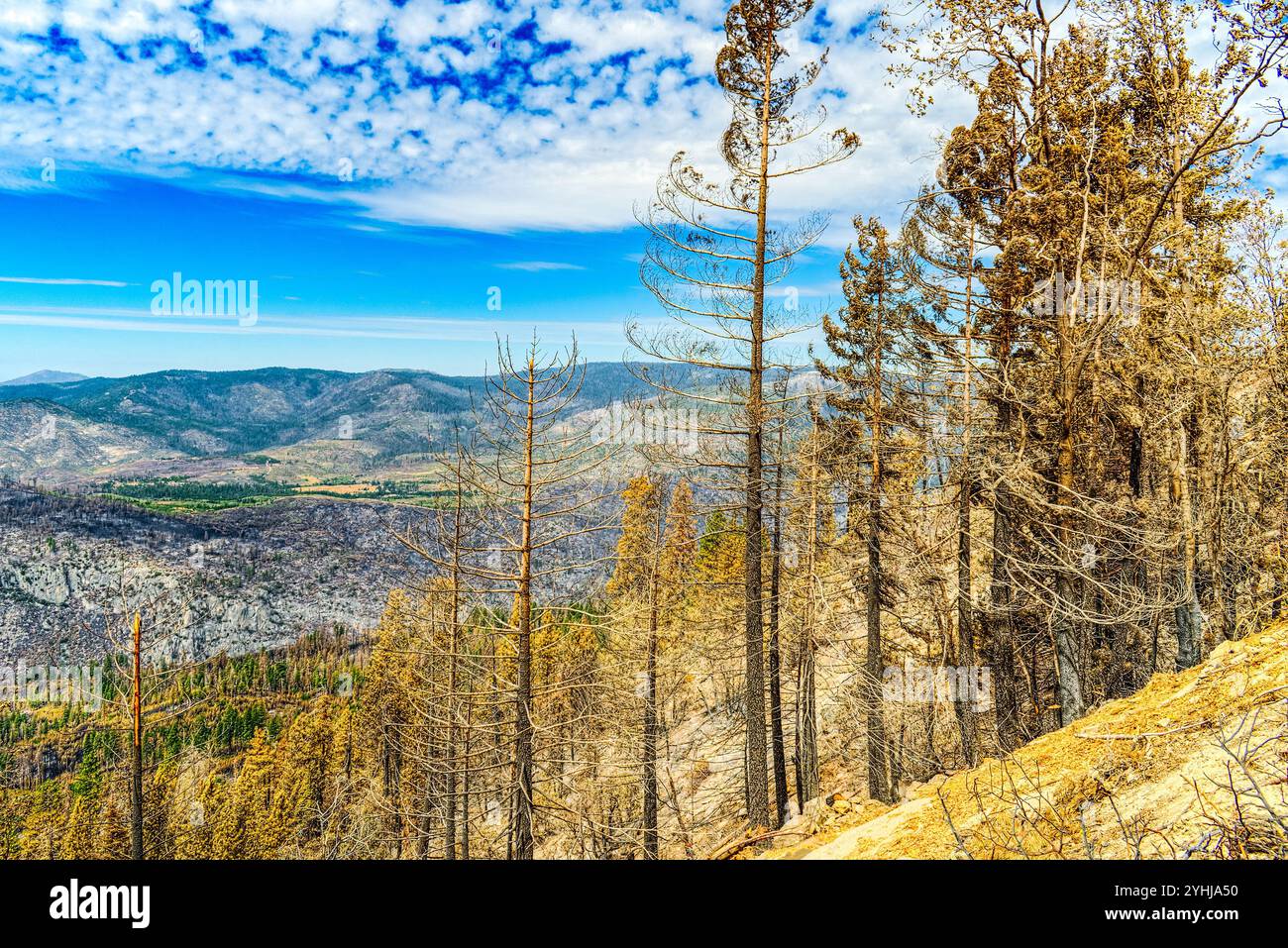 Burnt remains of trees after a fire. National American natural park ...