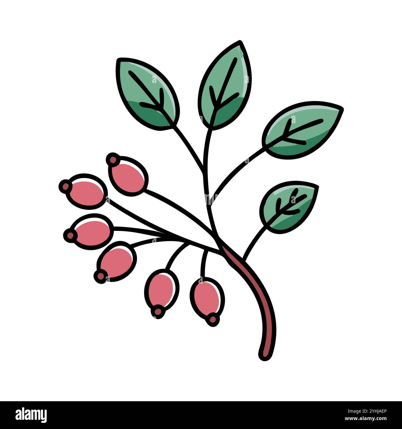simple vector illustration of a serviceberry, in a simple and clean ...
