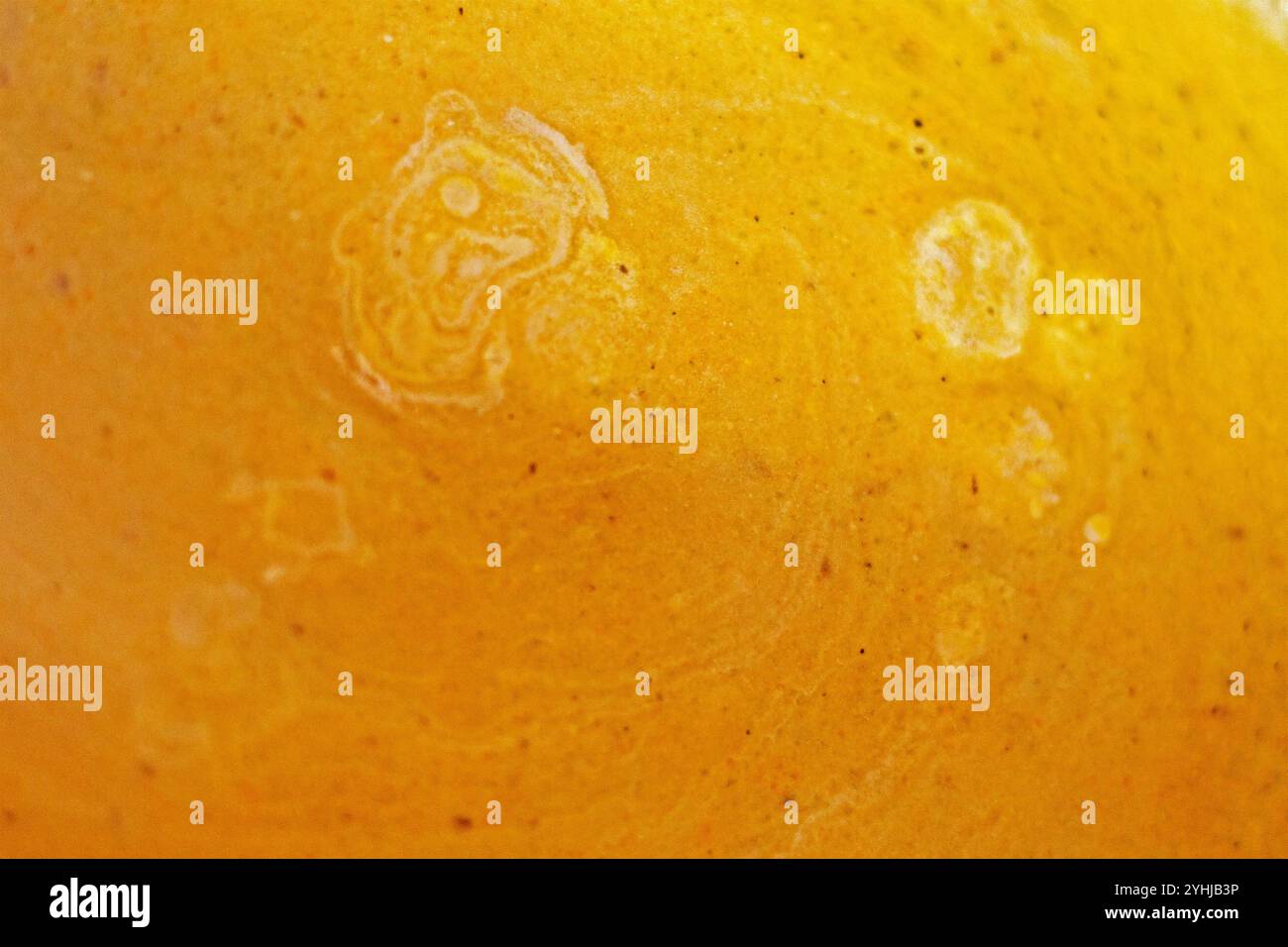 vegetable pumpkin soup puree pr preparation. Diet and healthy lifestyle ...