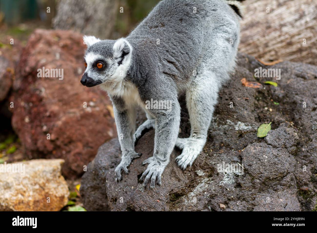 Primate habitat ecology hi-res stock photography and images - Alamy
