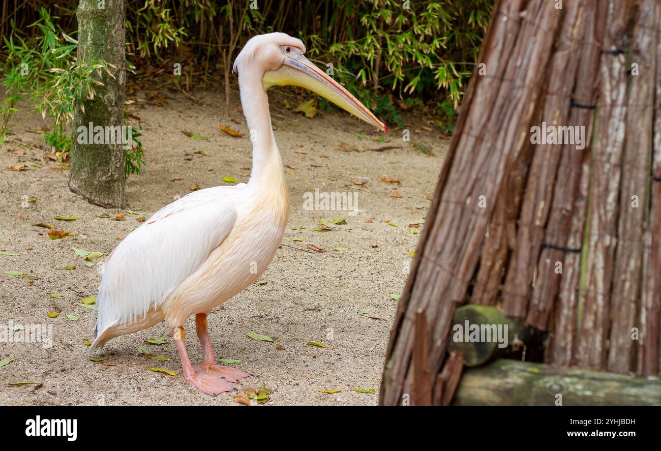 Habitat ecosystem balance hi-res stock photography and images - Alamy
