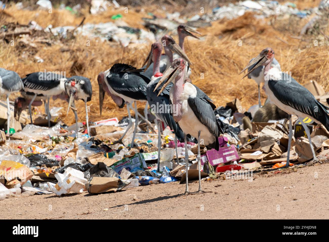 Marabou storks (Leptoptilos crumenifer) and chacma baboons (Papio ...