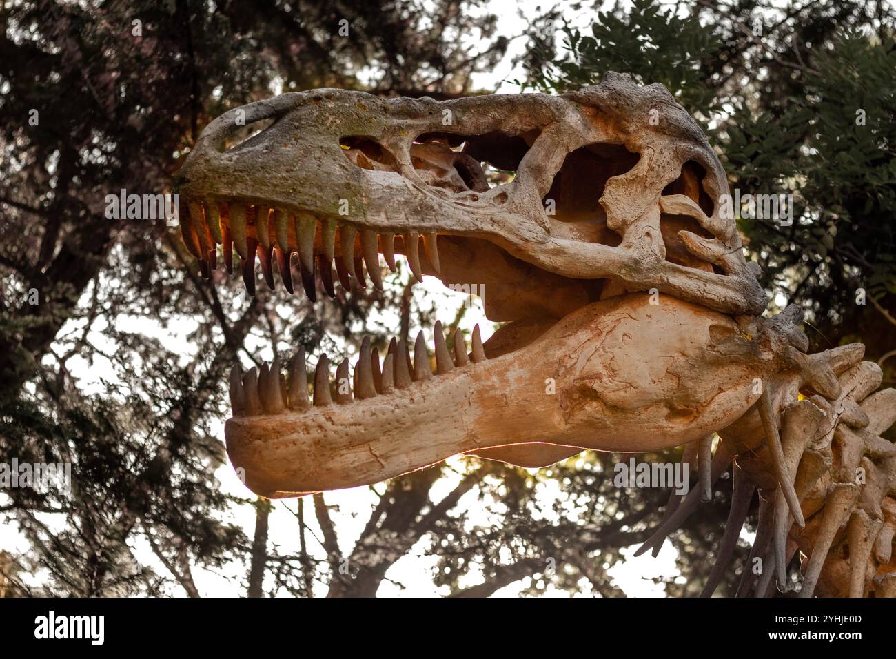 Close-Up of T Rex Dinosaur Skull Replica Showing Sharp Teeth in ...