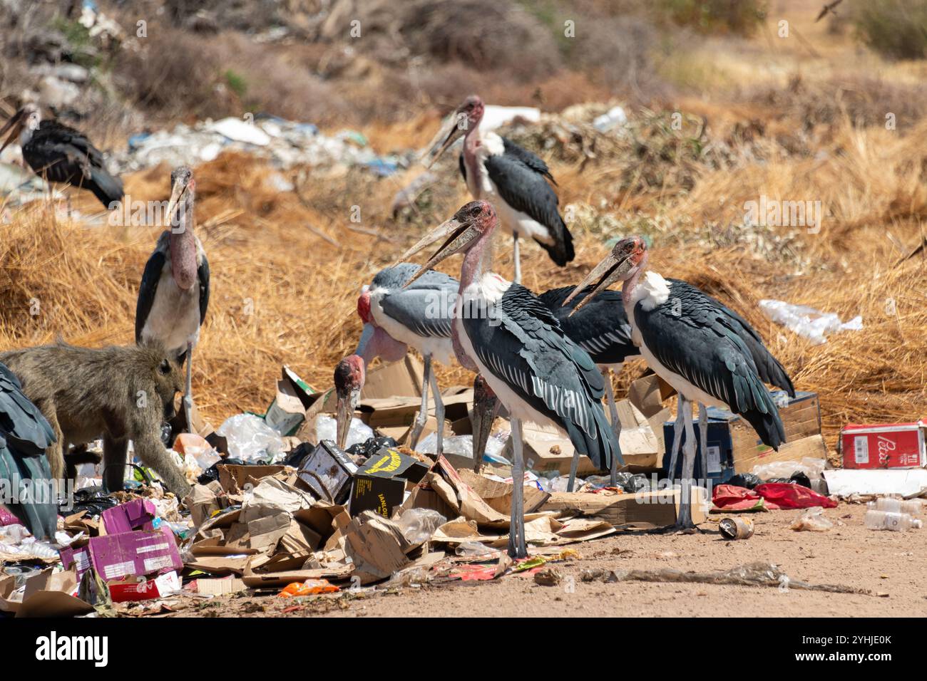 Marabou storks (Leptoptilos crumenifer) and chacma baboons (Papio ...