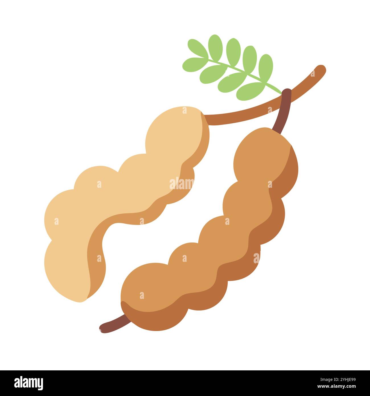 simple vector illustration of a tamarind, in a simple and clean style ...