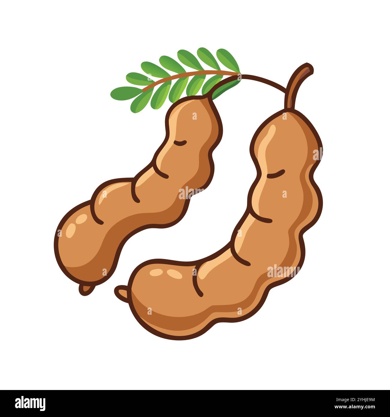 Tamarind vector hi-res stock photography and images - Alamy