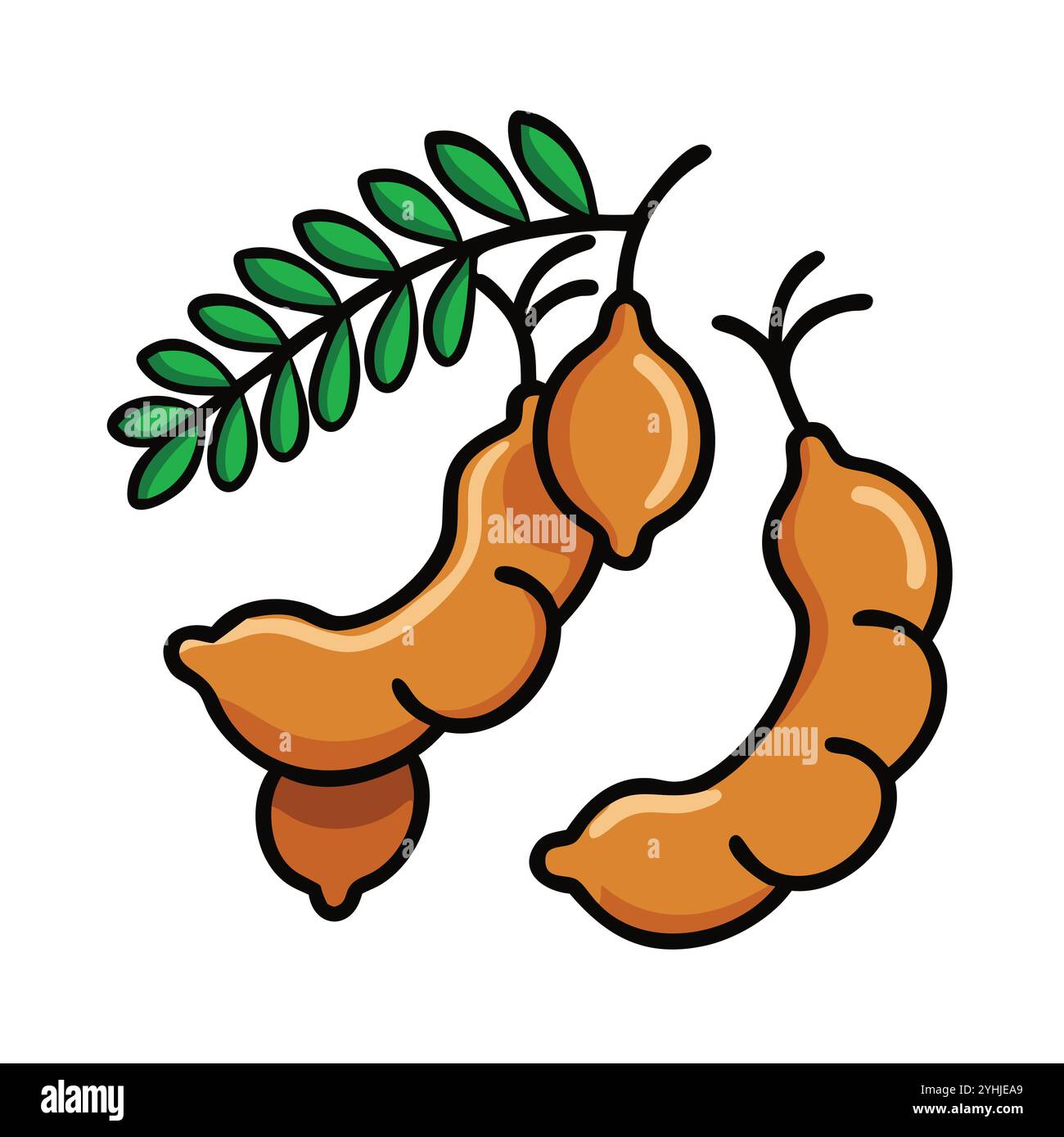 simple vector illustration of a tamarind, in a simple and clean style ...