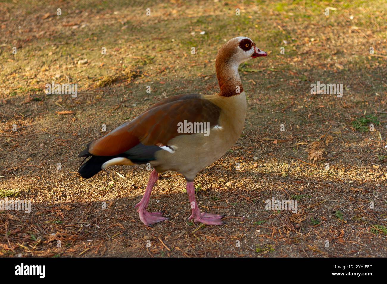 Vibrant Chinese Duck Figurine with Intricate Colors and Patterns Stock ...