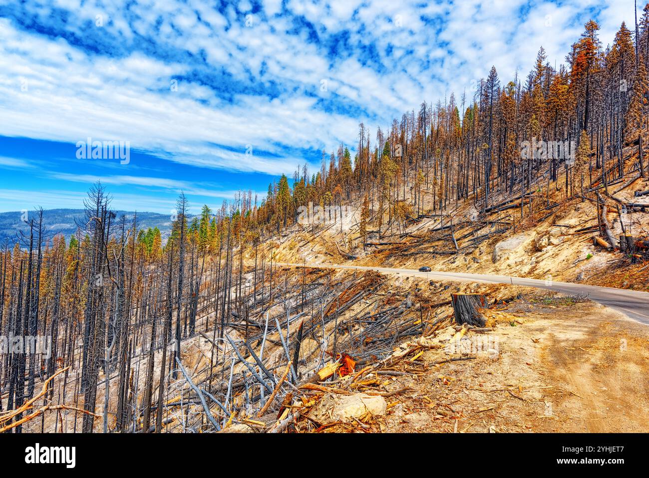 Burnt remains of trees after a fire. National American natural park ...