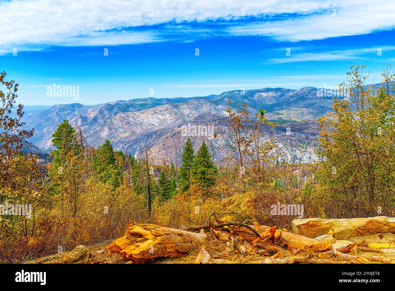 Burnt remains of trees after a fire. National American natural park ...