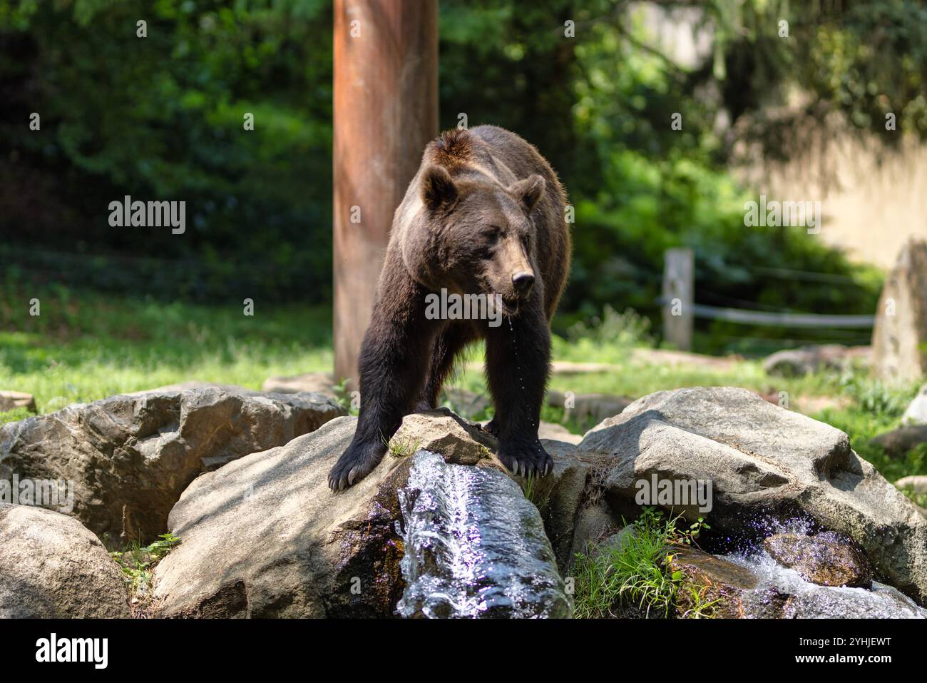 Encountering a Roaming Grizzly Bear in Its Thriving Natural Habitat ...