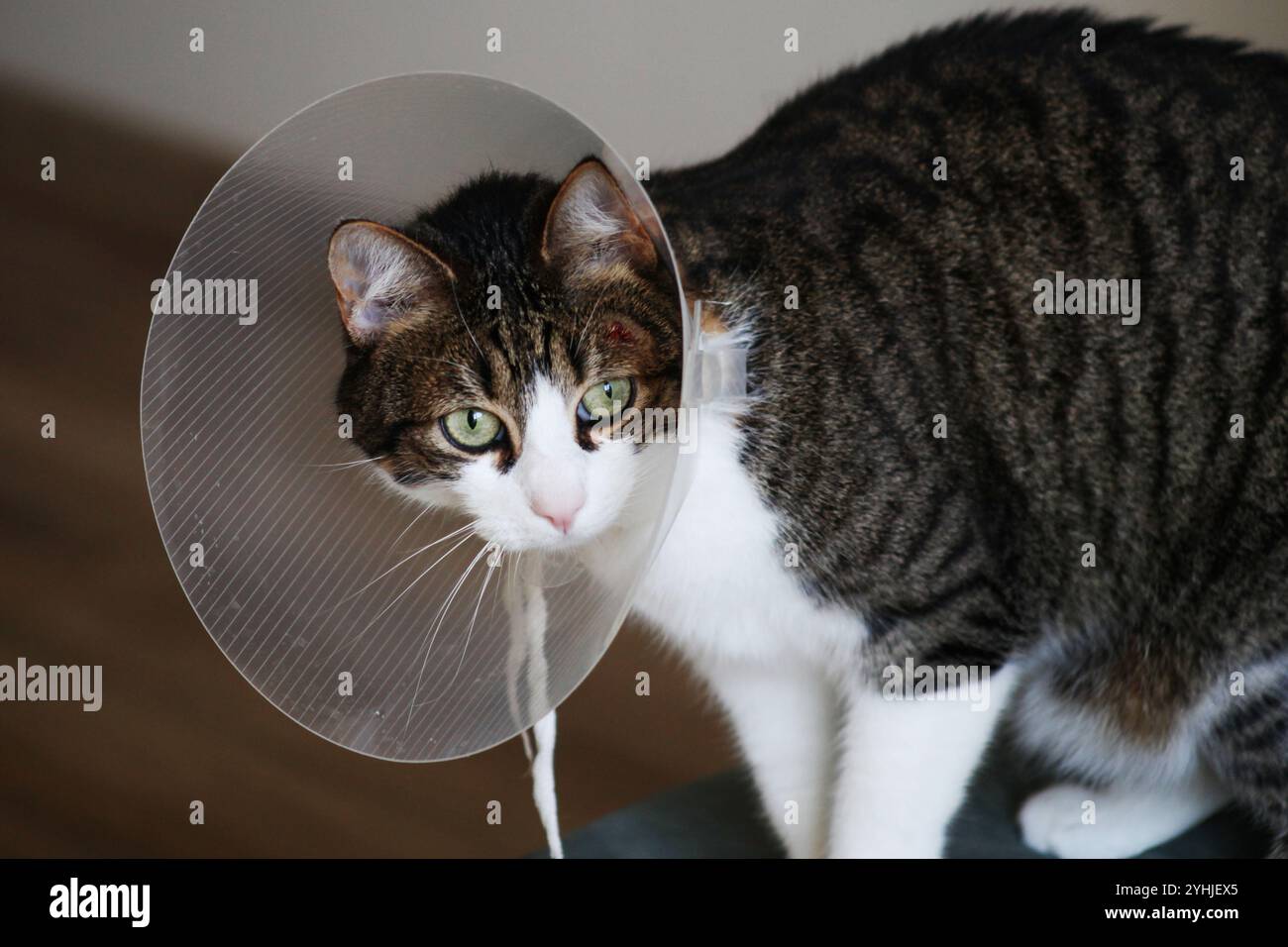 Cat in cone hi-res stock photography and images - Alamy