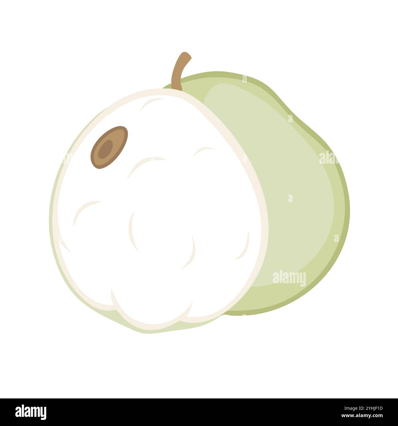 simple vector illustration of a white sapote, in a simple and clean ...