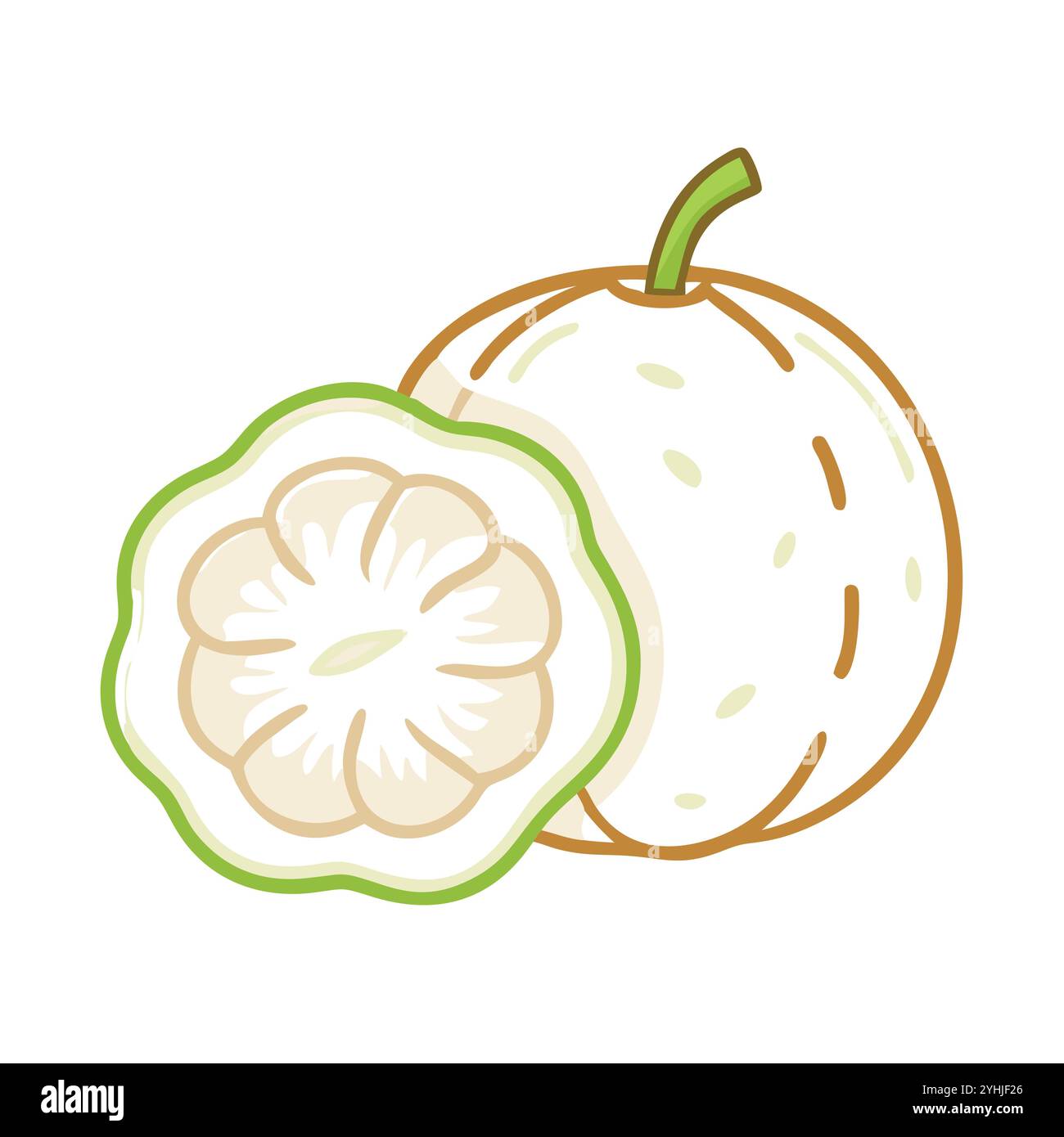 simple vector illustration of a white sapote, in a simple and clean ...