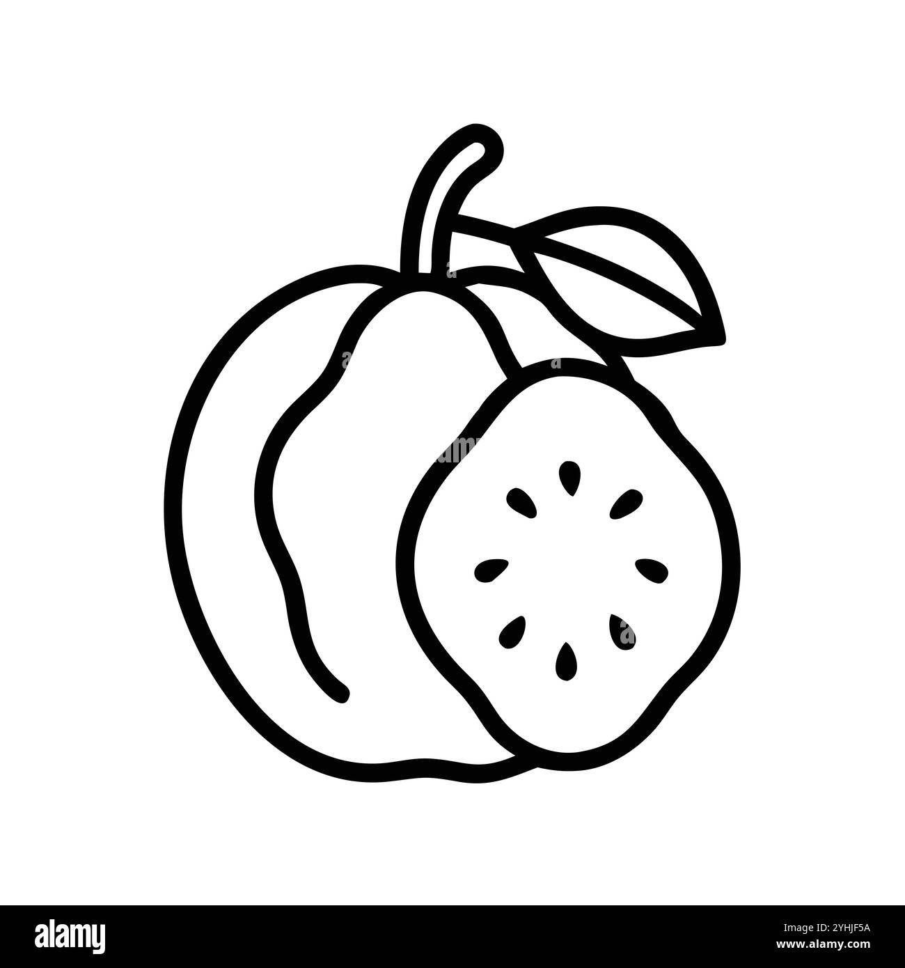 simple vector illustration of a white sapote, in a simple and clean ...