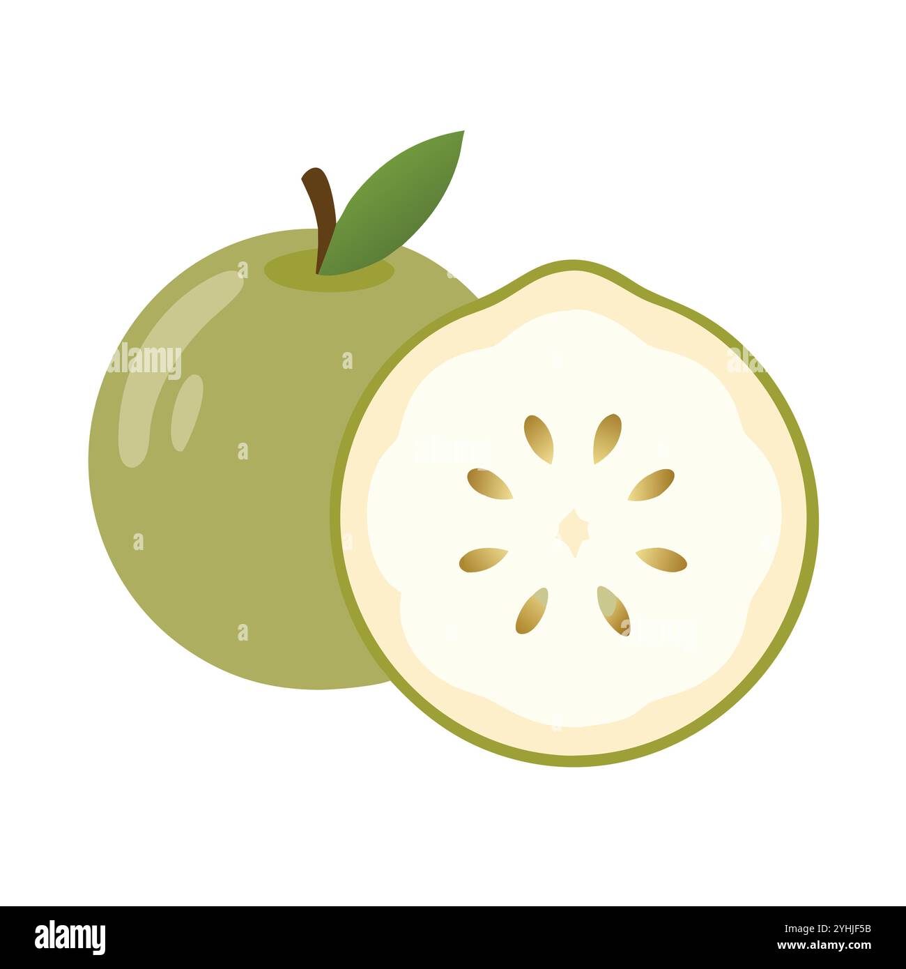 simple vector illustration of a white sapote, in a simple and clean ...