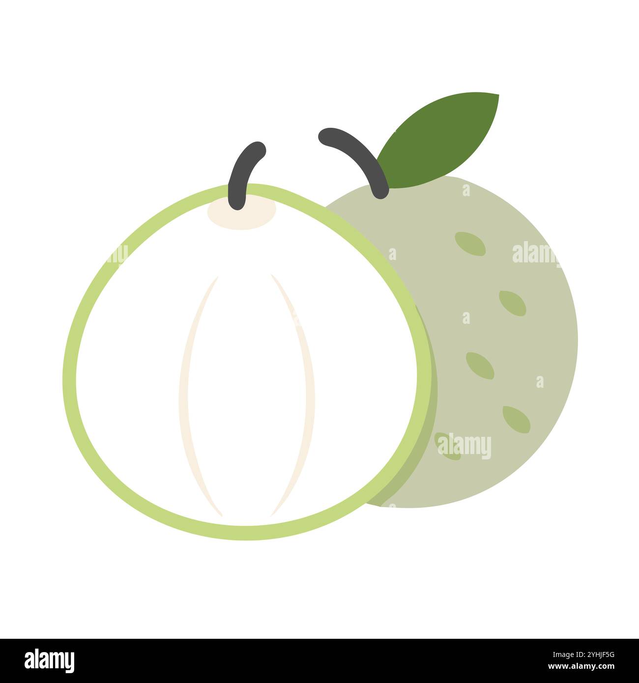simple vector illustration of a white sapote, in a simple and clean ...