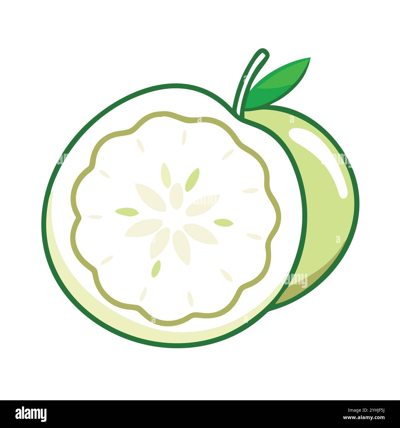 simple vector illustration of a white sapote, in a simple and clean ...
