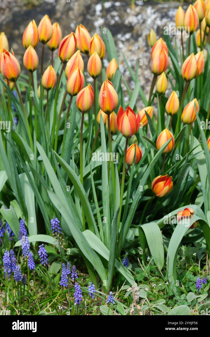 Tulip orphanidea whittallii hi-res stock photography and images - Alamy