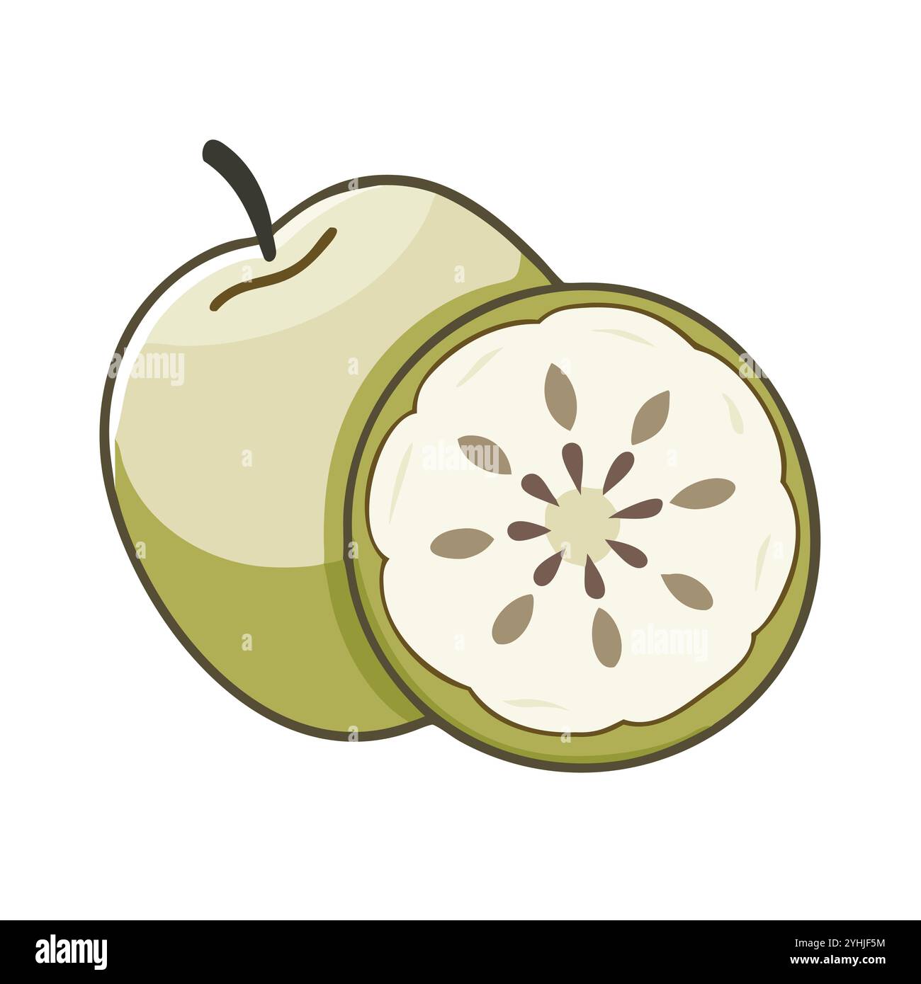 simple vector illustration of a white sapote, in a simple and clean ...