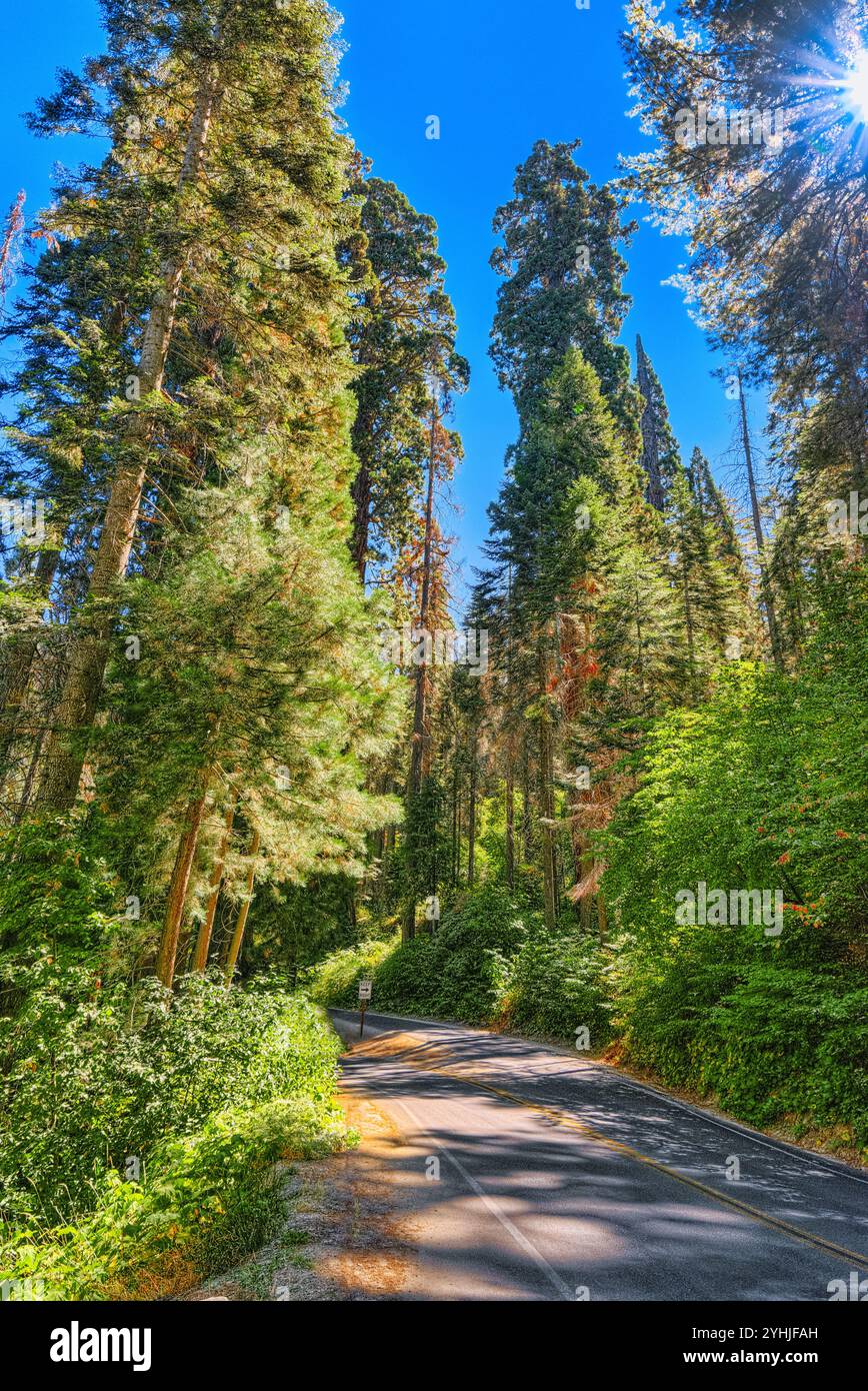 Forest of ancient sequoias in Yosemeti National Park. California. USA ...