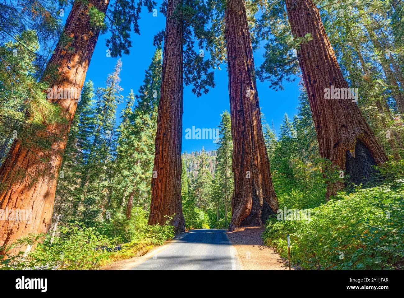Forest of ancient sequoias in Yosemeti National Park. California. USA ...