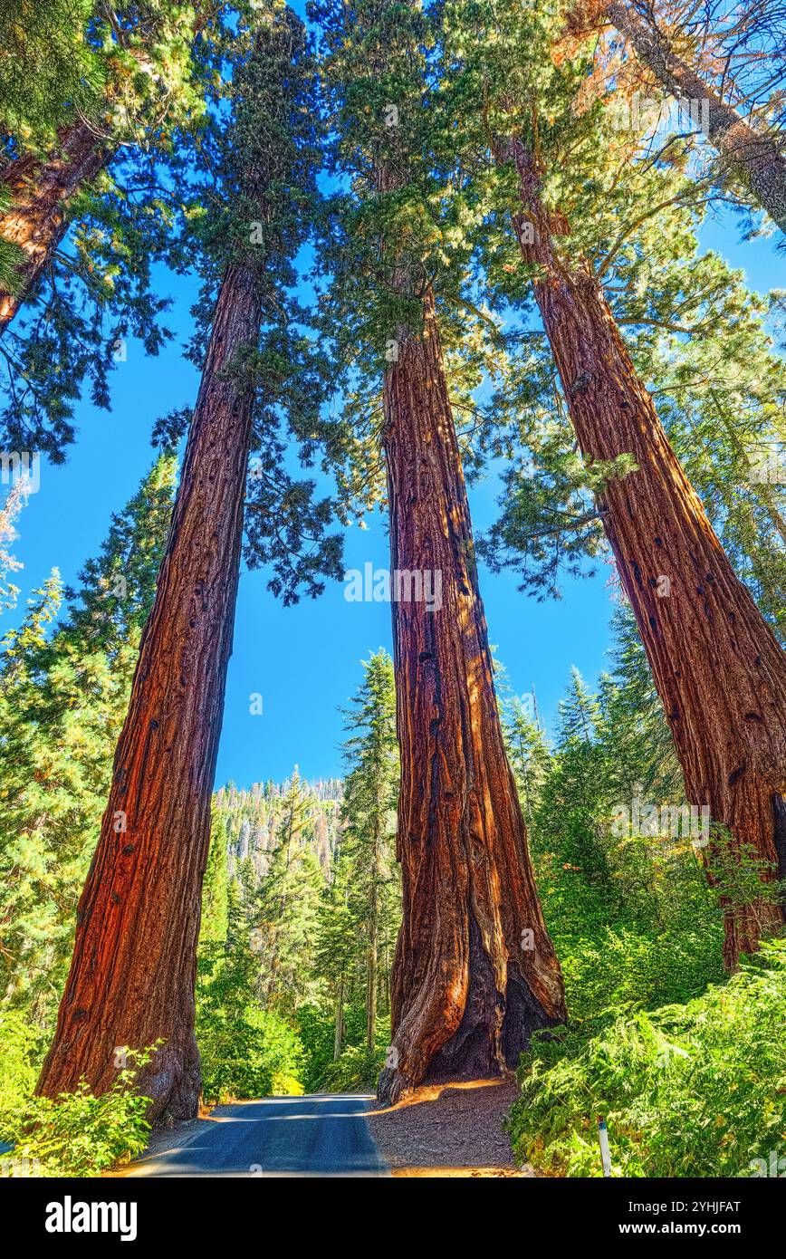 Forest of ancient sequoias in Yosemeti National Park. California. USA ...