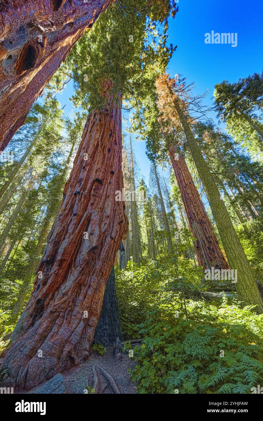 Forest of ancient sequoias in Yosemeti National Park. California. USA ...