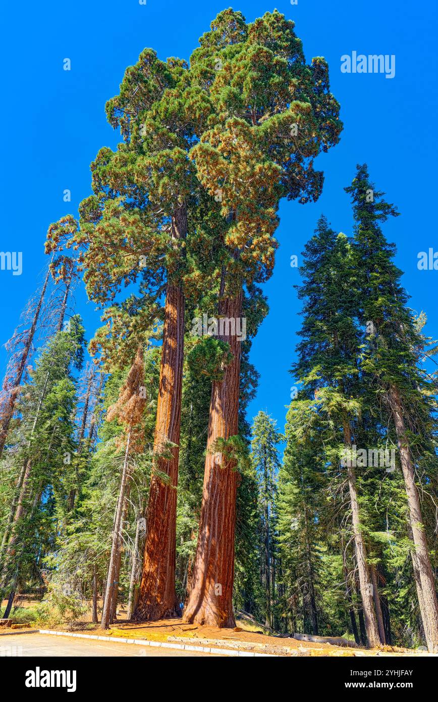 Forest of ancient sequoias in Yosemeti National Park. California. USA ...