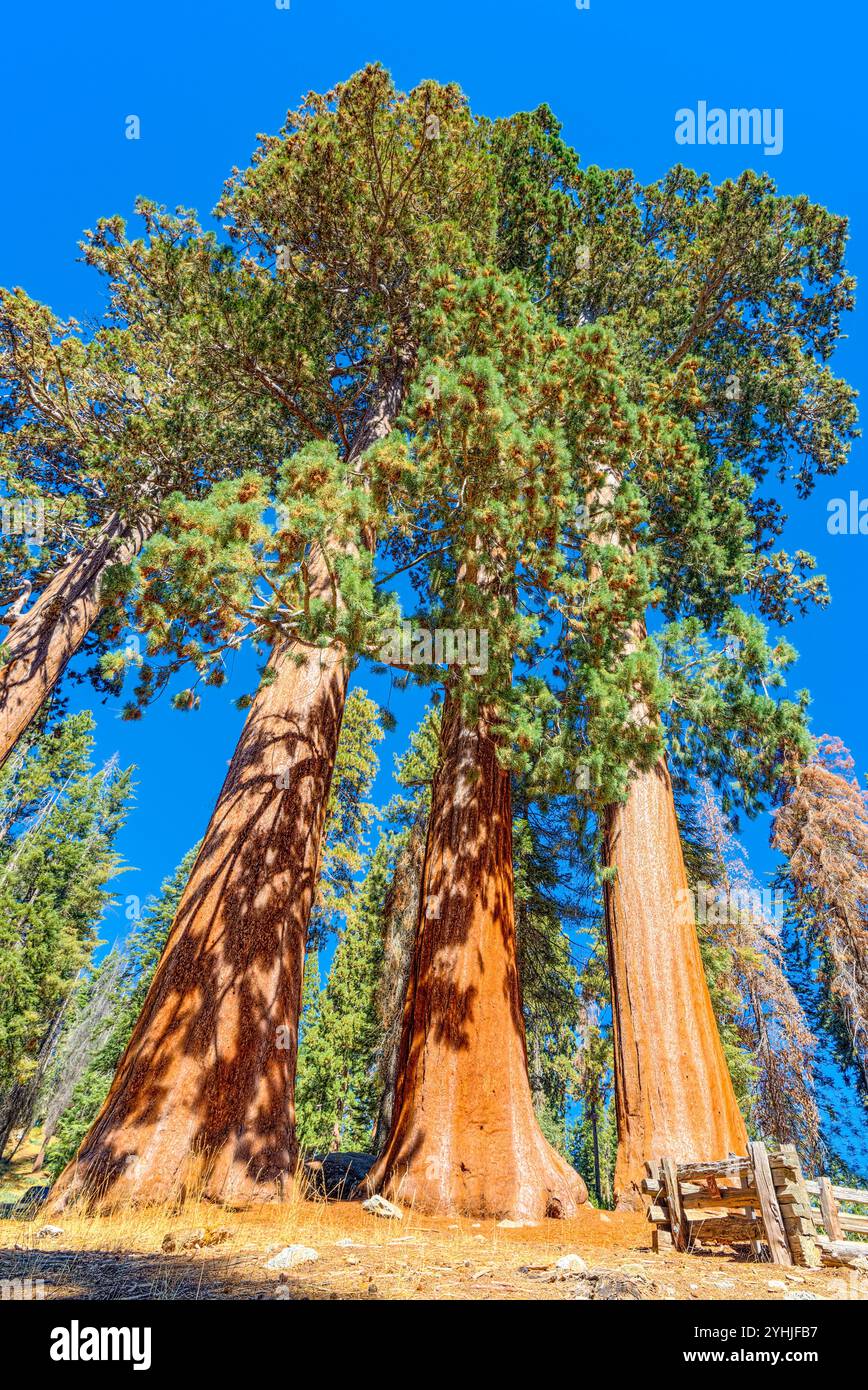 Forest of ancient sequoias in Yosemeti National Park. California. USA ...