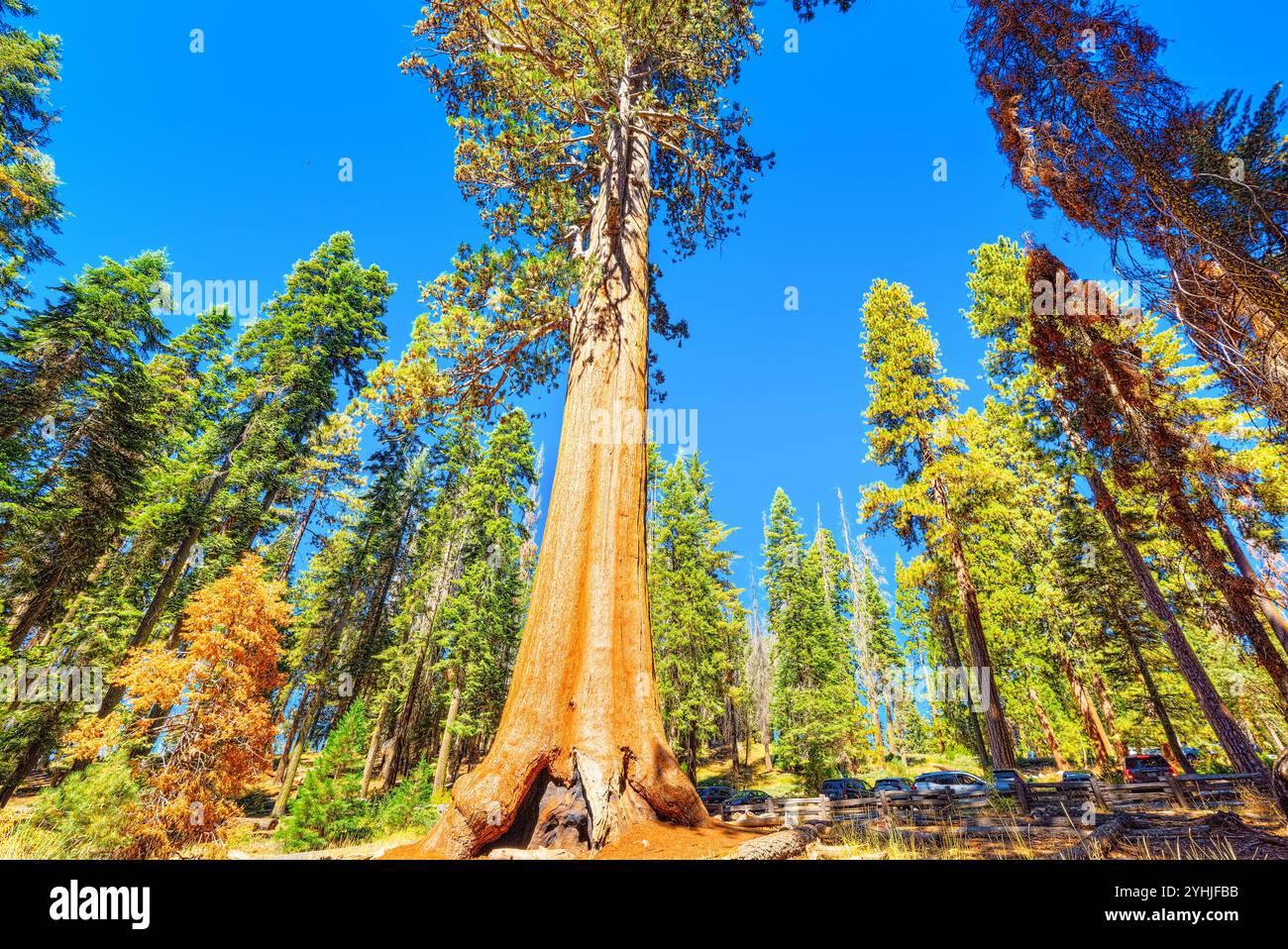 Forest of ancient sequoias in Yosemeti National Park. California. USA ...