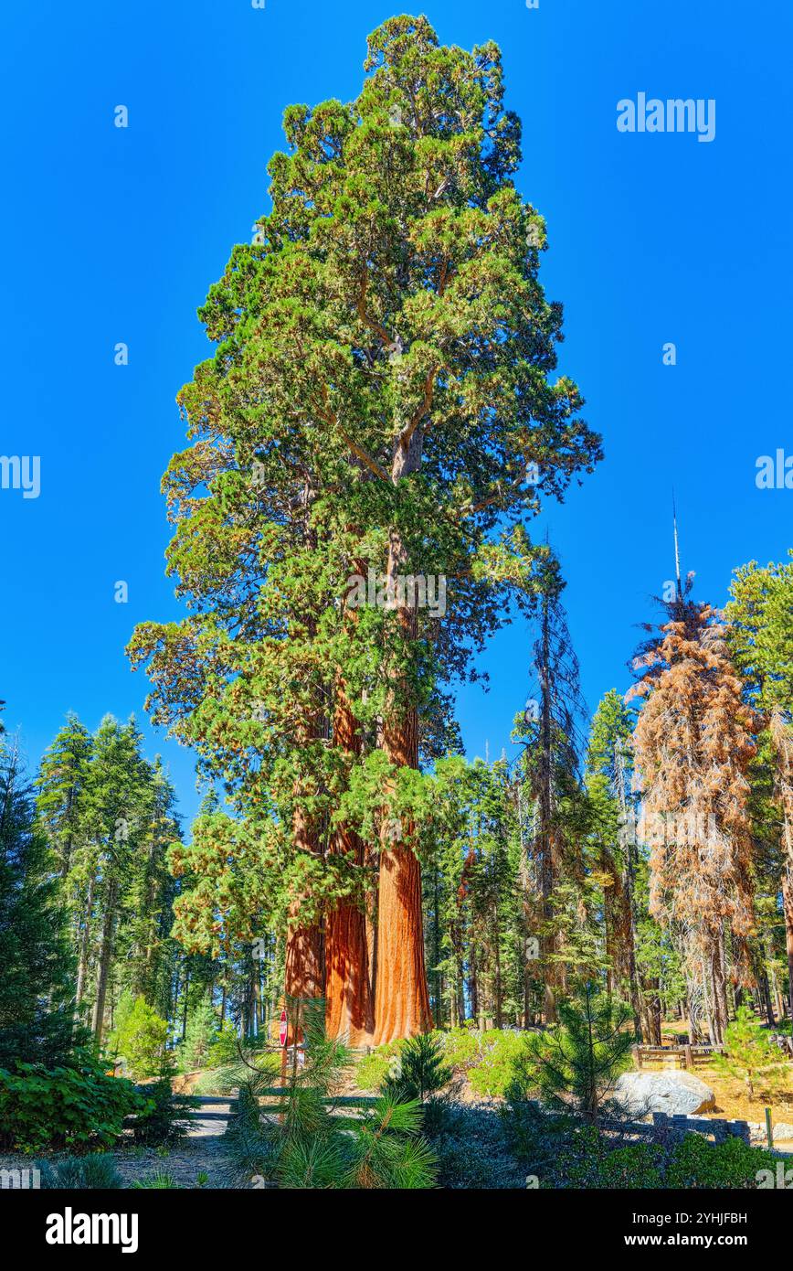 Forest of ancient sequoias in Yosemeti National Park. California. USA ...