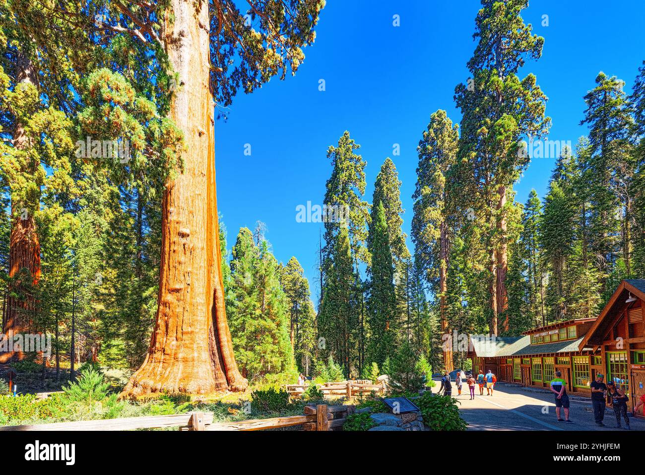 Forest of ancient sequoias in Yosemeti National Park. California. USA ...