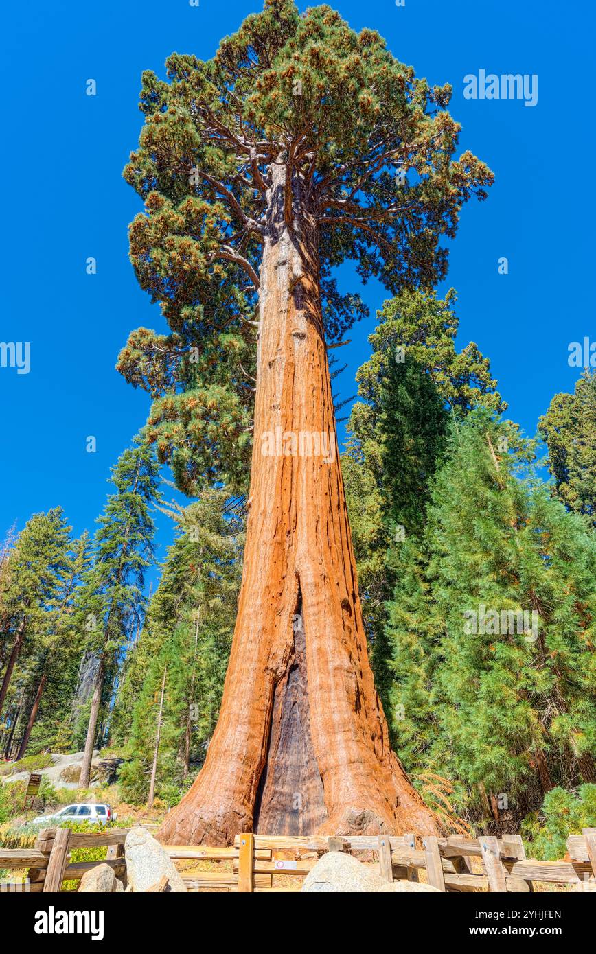 Forest of ancient sequoias in Yosemeti National Park. California. USA ...