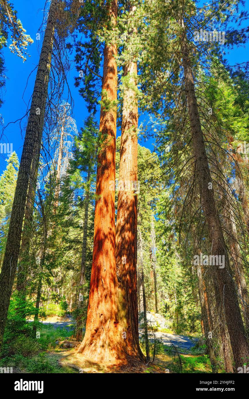 Forest of ancient sequoias in Yosemeti National Park. California. USA ...