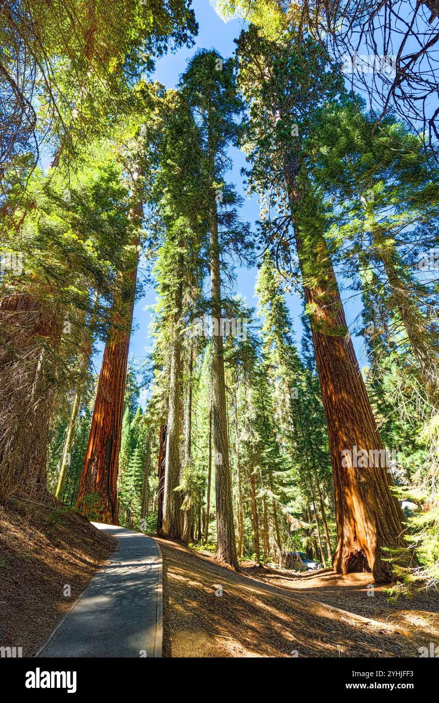 Forest of ancient sequoias in Yosemeti National Park. California. USA ...