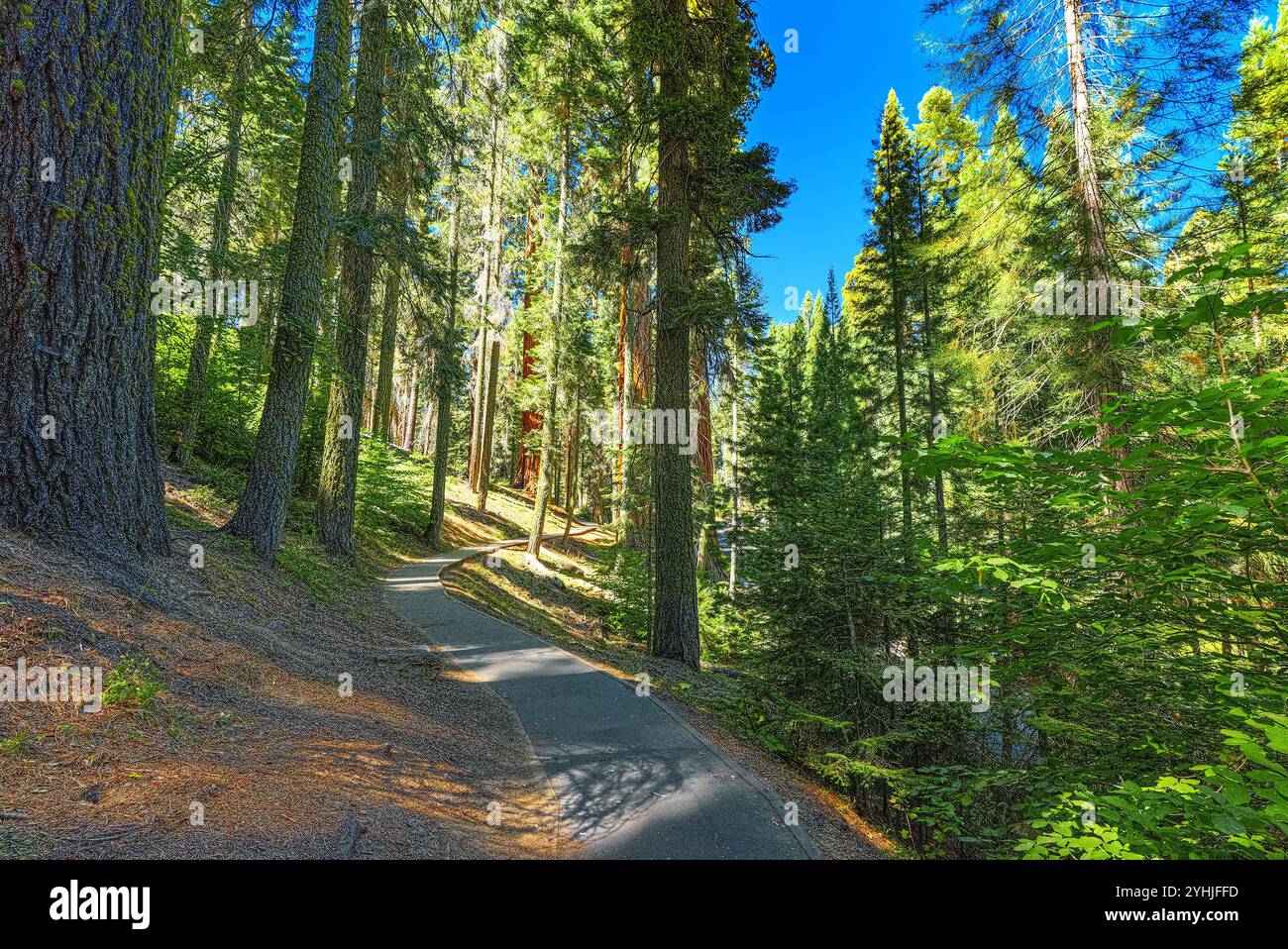 Forest of ancient sequoias in Yosemeti National Park. California. USA ...