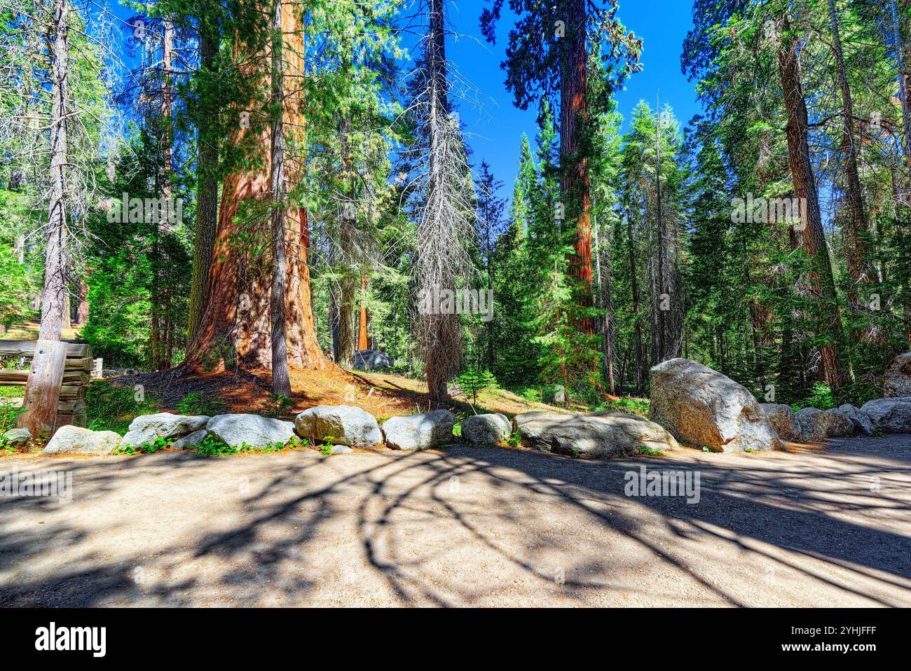 Forest of ancient sequoias in Yosemeti National Park. California. USA ...