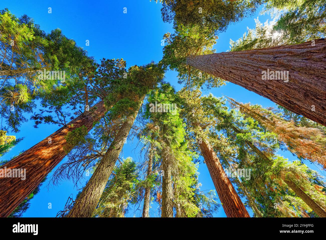 Forest of ancient sequoias in Yosemeti National Park. California. USA ...