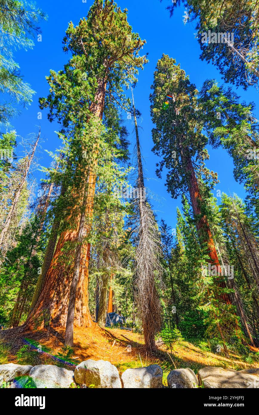 Forest of ancient sequoias in Yosemeti National Park. California. USA ...