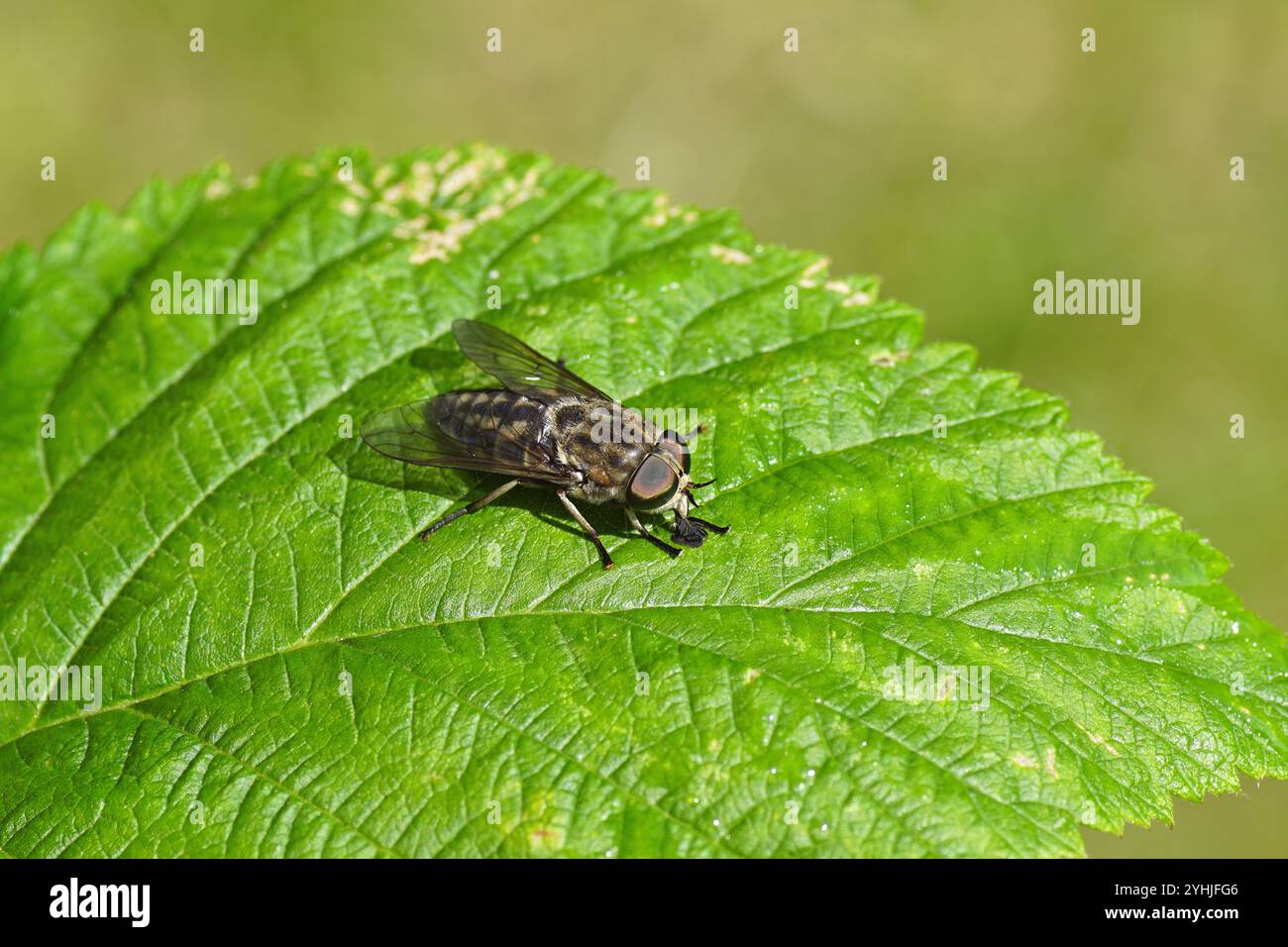 Close up female Large marsh horsefly (Tabanus autumnalis). Family Horse ...