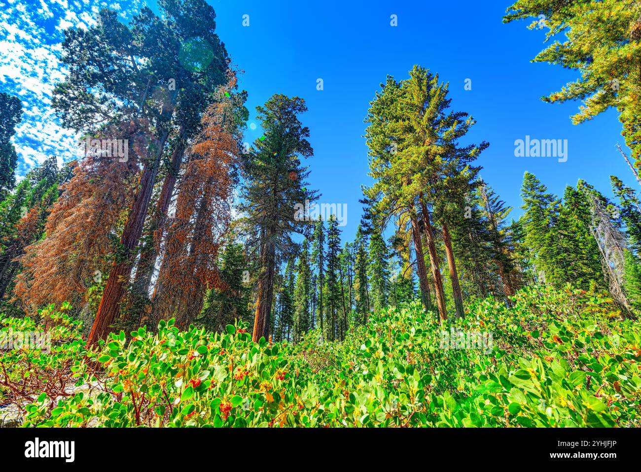 Forest of ancient sequoias in Yosemeti National Park. California. USA ...