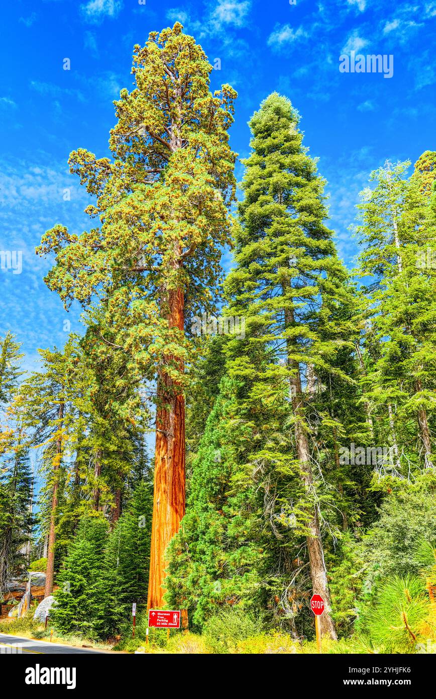 Forest of ancient sequoias in Yosemeti National Park. California. USA ...