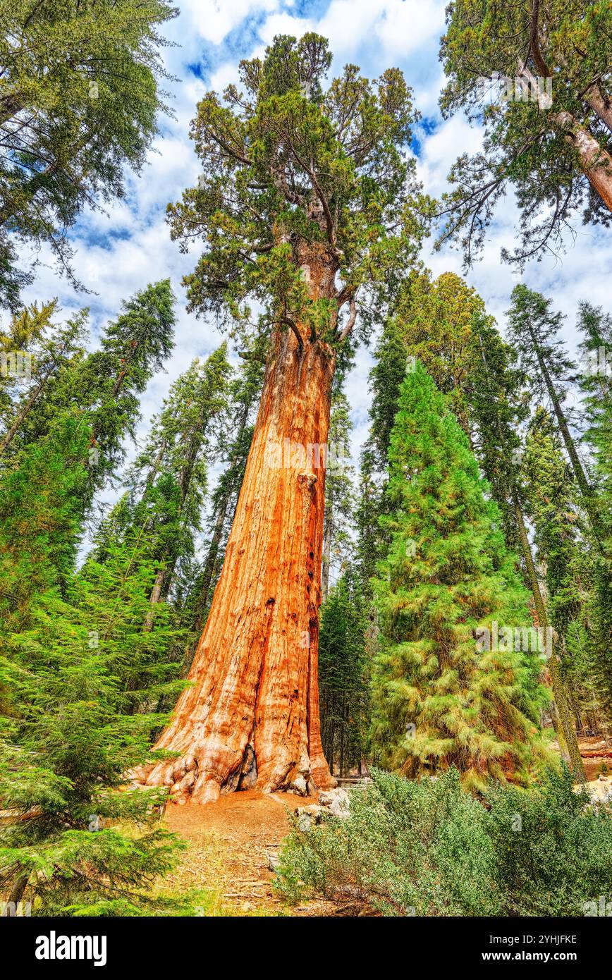 Forest of ancient sequoias in Yosemeti National Park. California. USA ...