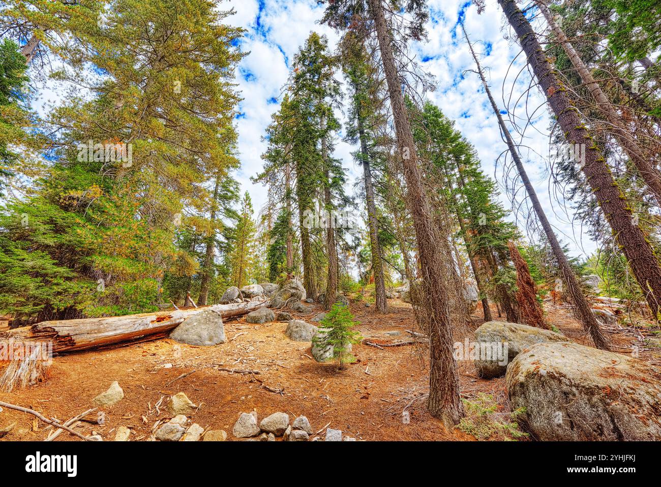 Forest of ancient sequoias in Yosemeti National Park. California. USA ...