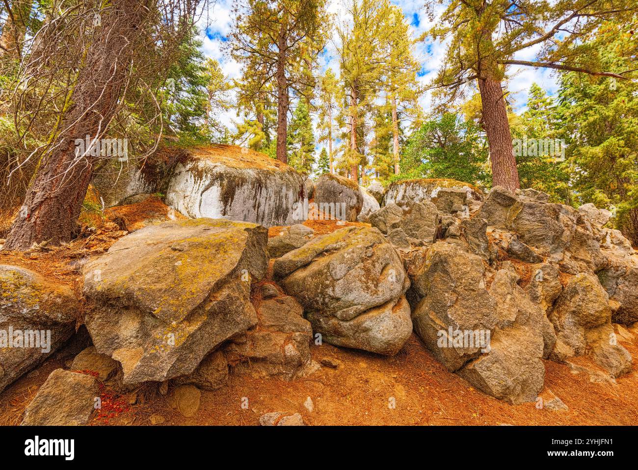 Forest of ancient sequoias in Yosemeti National Park. California. USA ...