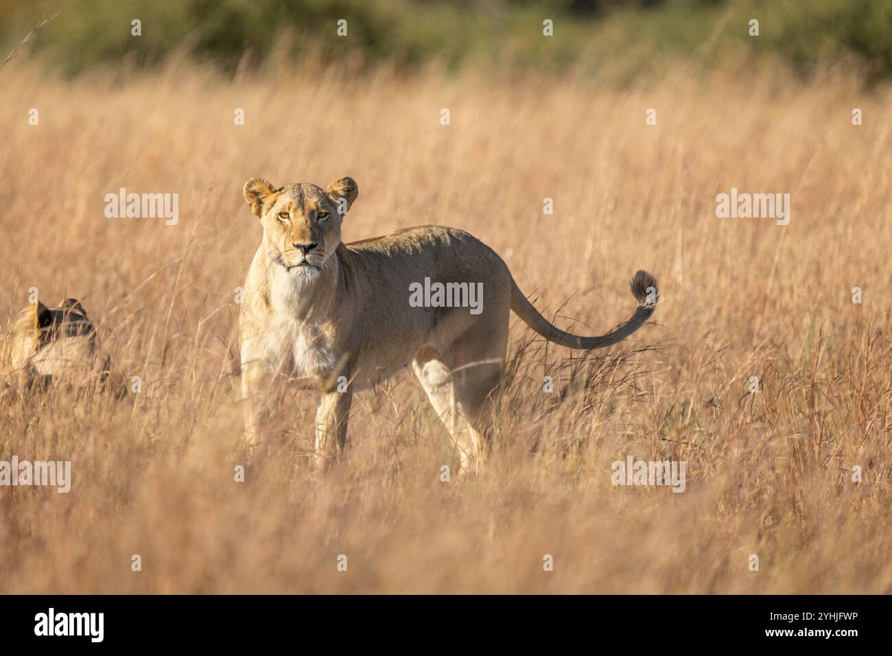 Lioness on the hunt. Female lion stands on termite hill searching for ...